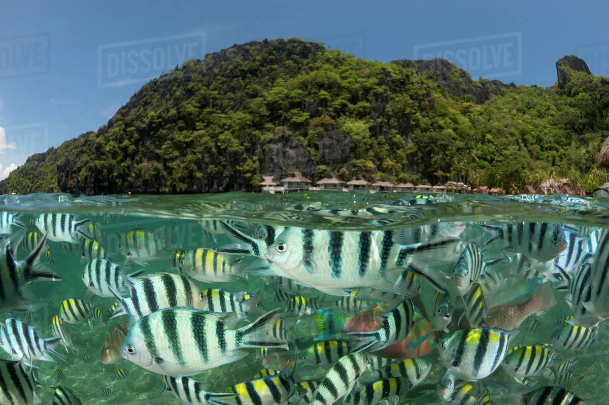 Sergeant major damselfish (Abudefduf vaigiensis), Parrotfish and ...