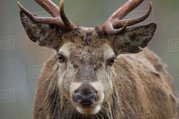 Head portrait of Red deer (Cervus elaphus) stag portrait, Cairngorms ...