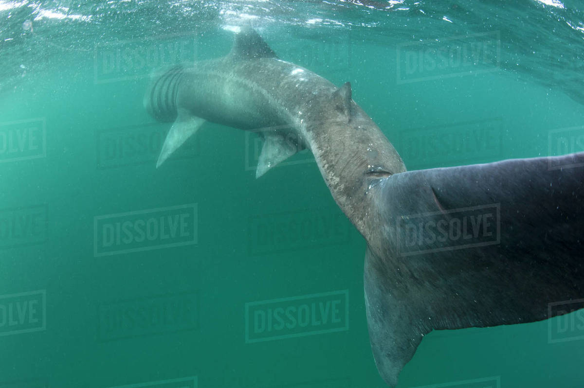 Rear view of Basking shark (Cetorhinus maximus) feeding on plankton ...