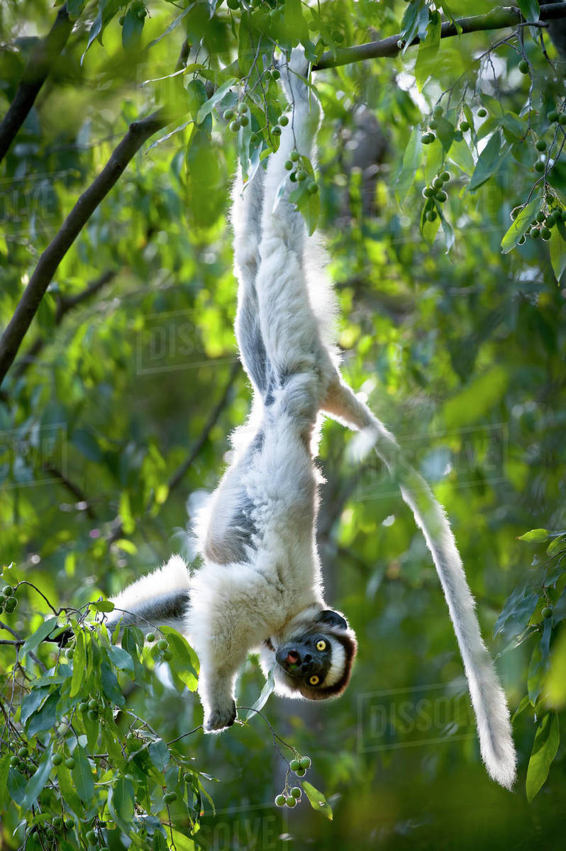 Verreaux's sifaka lemur (Propithecus verreauxi) hanging from branch ...