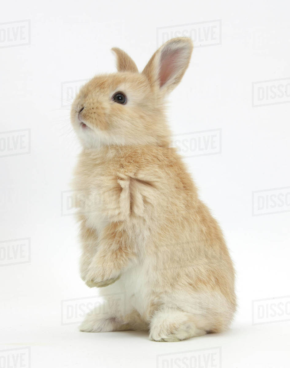 Young Sandy rabbit standing up on its haunches. - Royalty-free Stock ...