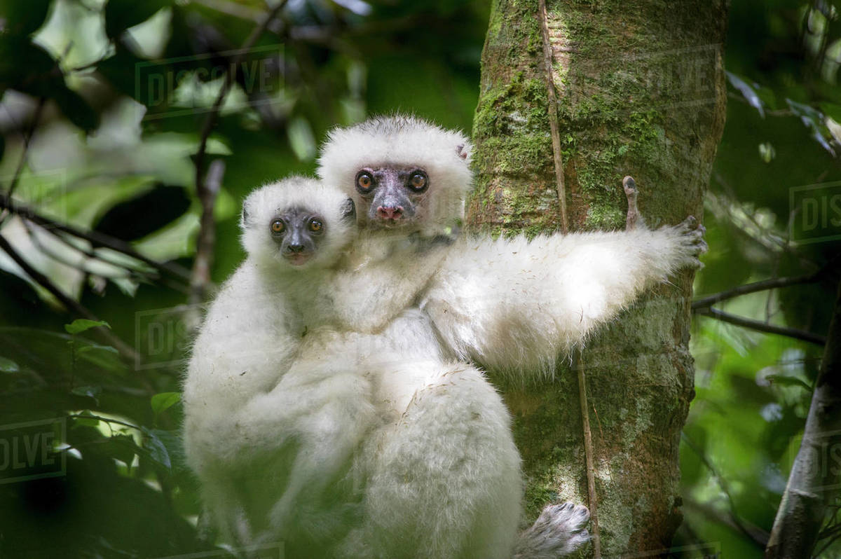 Female Silky Sifaka (Propithecus candidus) with 2-month old offspring ...