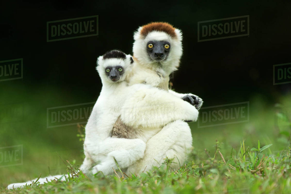 Verreaux Sifaka (Propithecus verreauxi) mother carrying baby ...