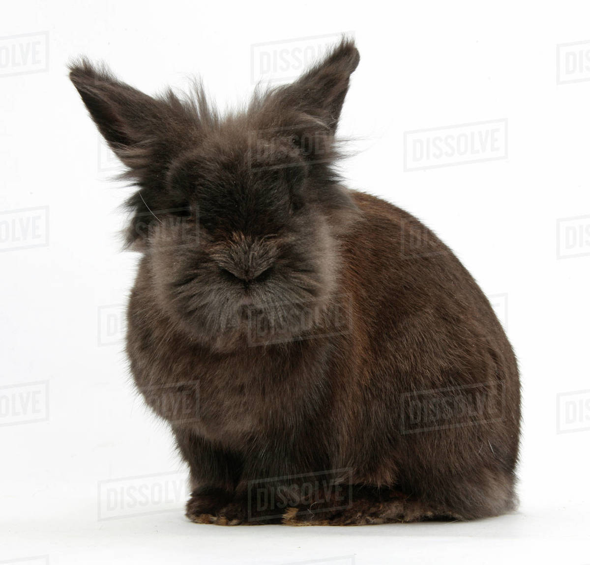 Elderly Lionhead rabbit, against white background - Stock Photo - Dissolve