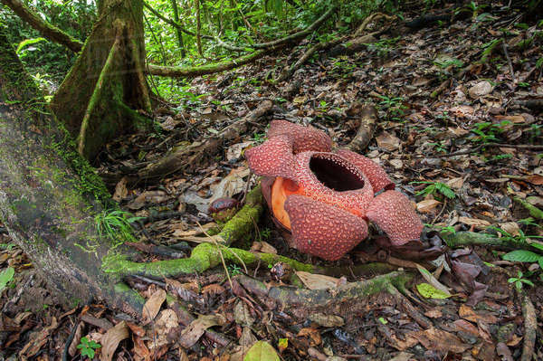 Rafflesia flower (Rafflesia keithii) (around 3 days) growing from ...