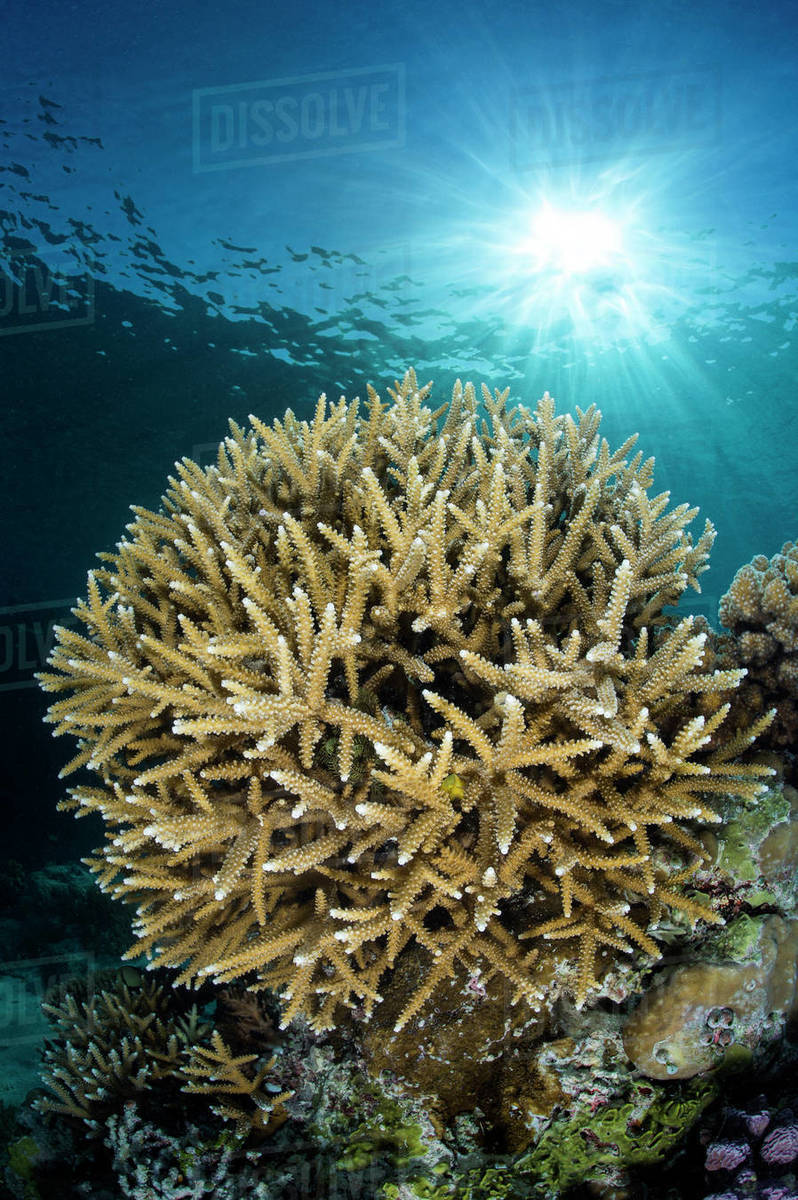 Coral head (Acropora sp.) and sunburst. Rock Islands, Palau, Mirconesia ...