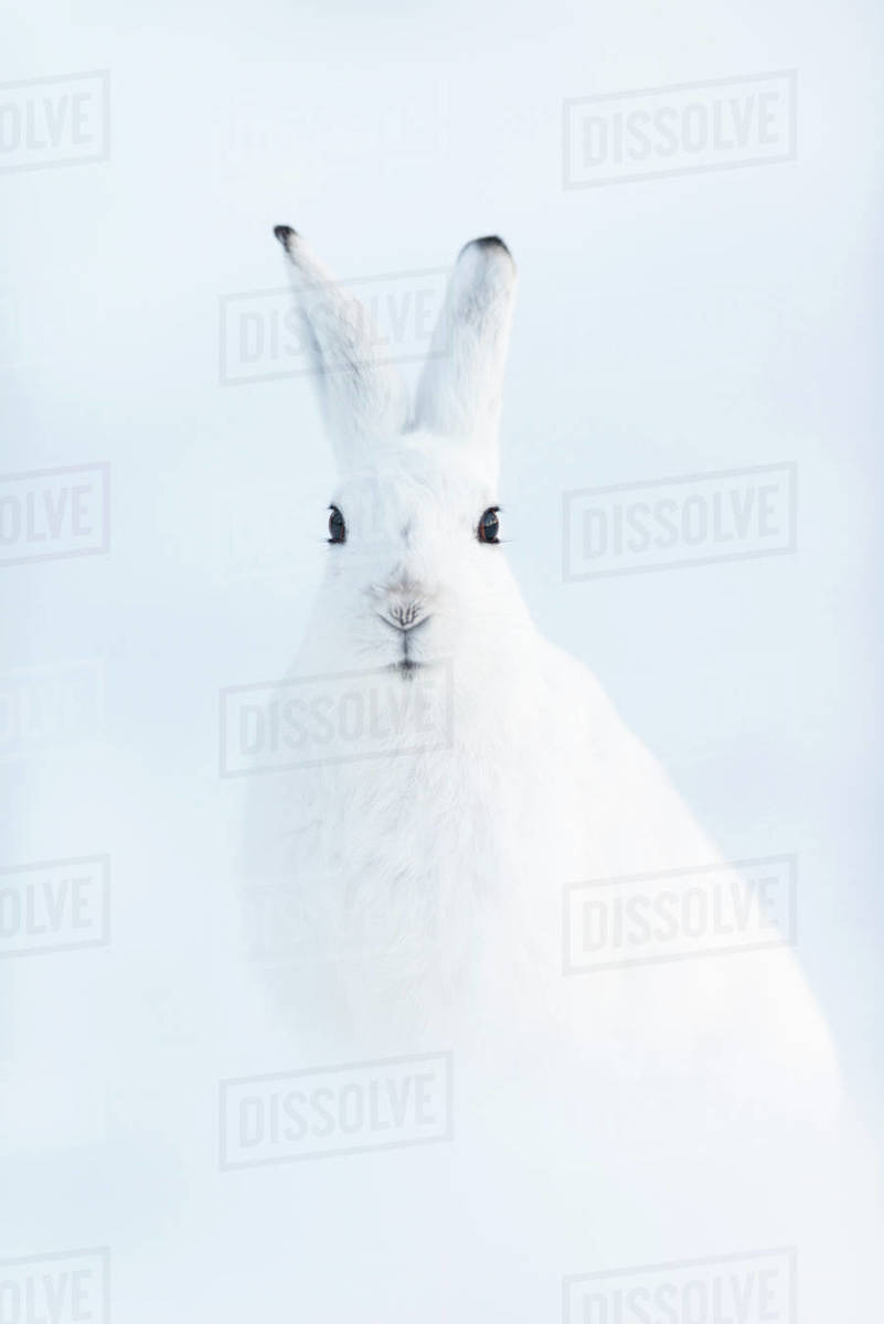 Mountain hare (Lepus timidus). Vauldalen, Norway. - Royalty-free Stock ...