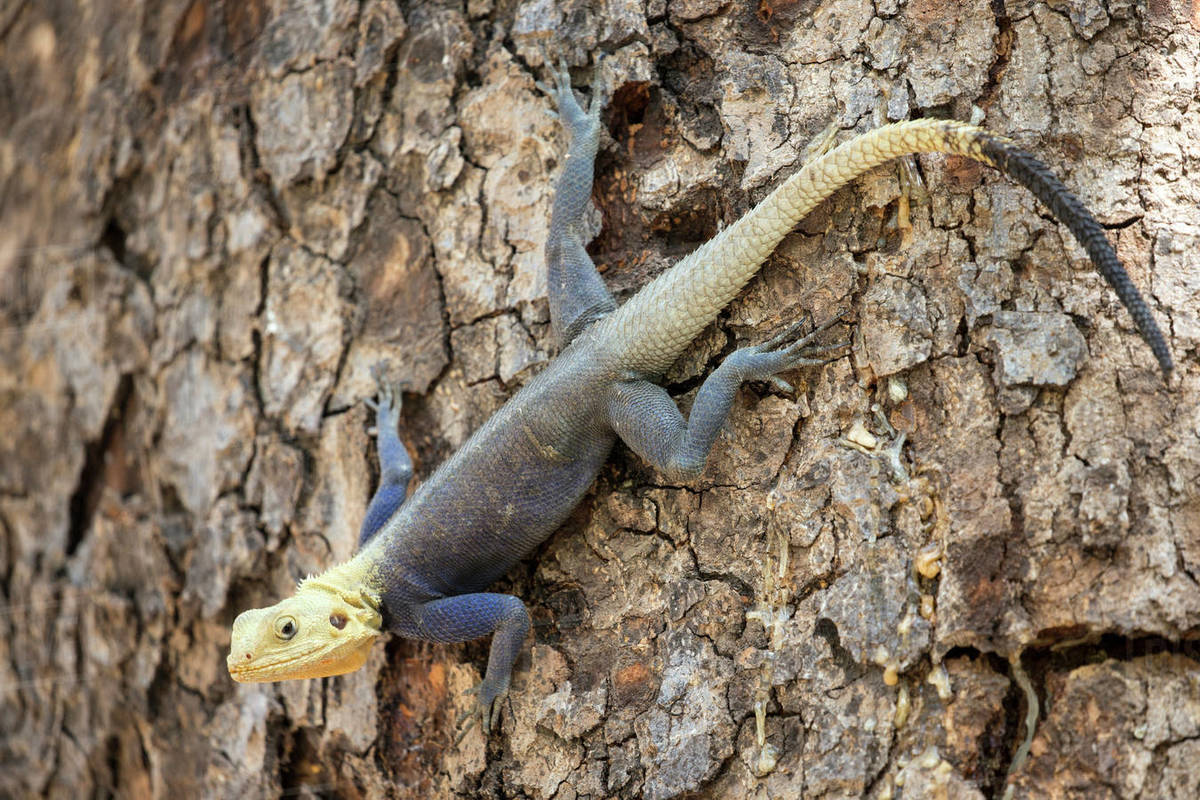 Agama lizard (Agama agama) male. Red Headed Rock. Common species of ...