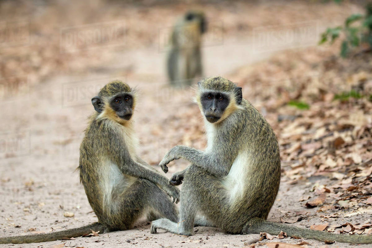 Green Monkey / Callithrix Monkey (Chlorocebus sabaeus) on a forest ...