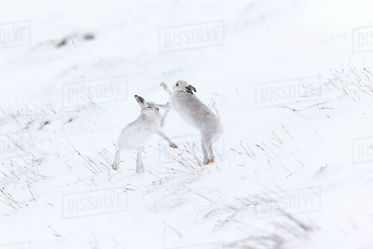 Mountain Hare (Lepus timidus) two animals boxing on snowy hillside ...