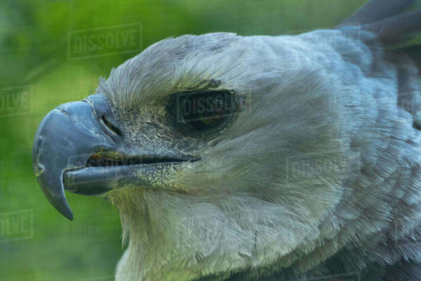Harpy eagle (Harpia harpyja) close up head portrait, captive - Stock ...