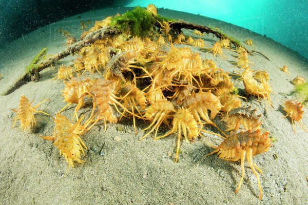 Freshwater isopods (Acanthogammarus victorii) feeding on seabed, Lake ...