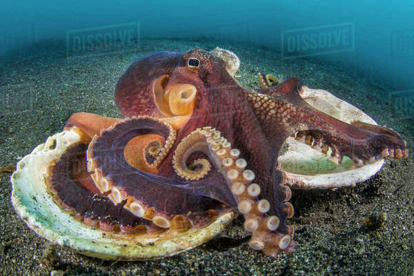 Veined octopus (Amphioctopus marginatus) resting on top of the two ...