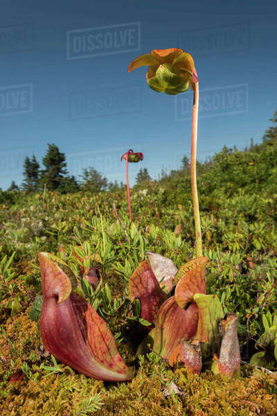 Northern pitcher plant (Sarracenia purpurea) photographed on Borgle's ...