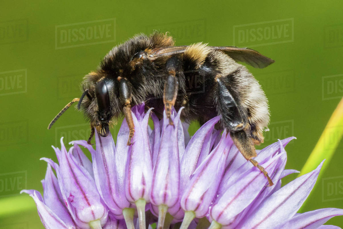 Tree bumblebee (Bombus hypnorum) feeding from Chive (Allium ...