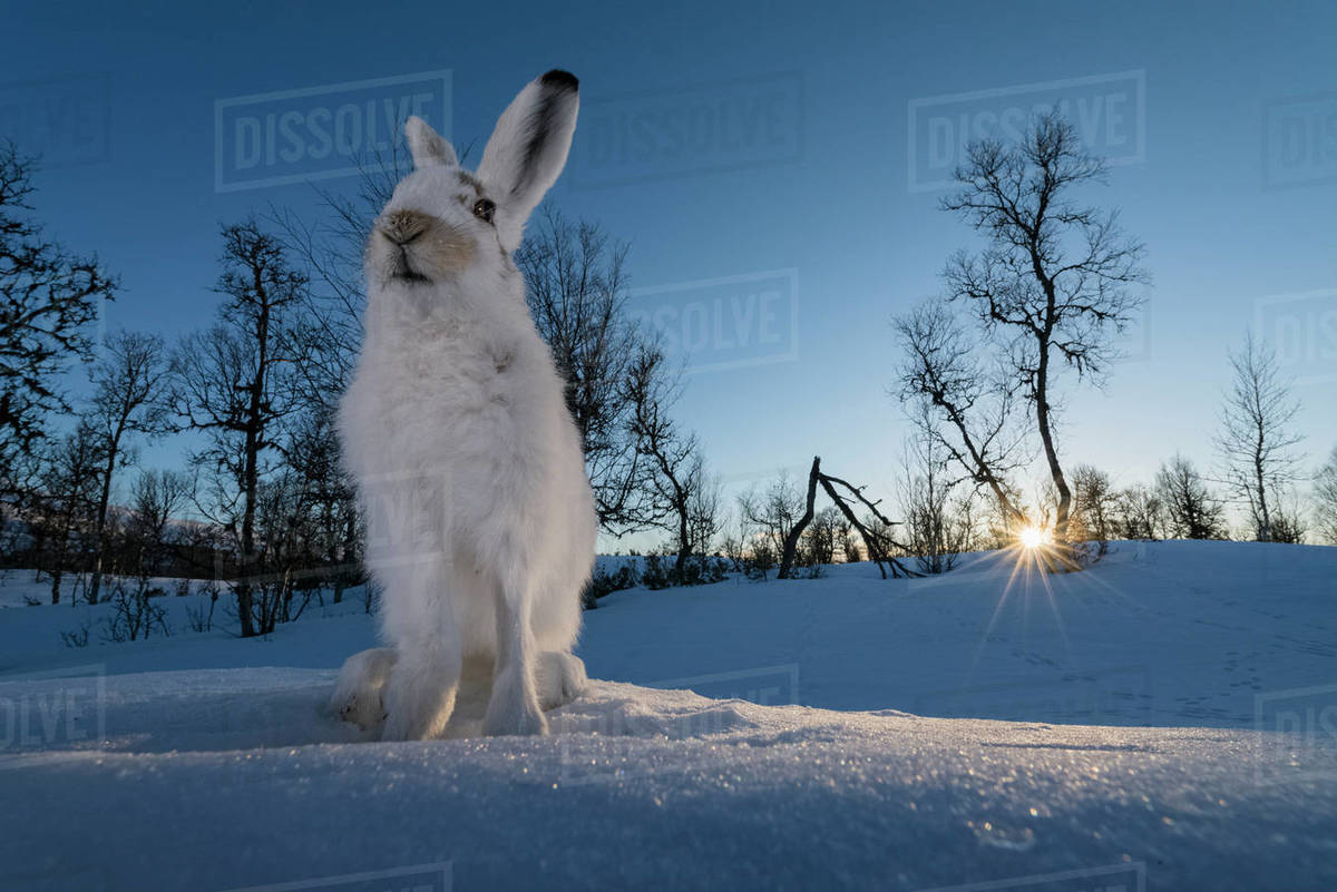 Mountain hares (Lepus timidus) in winter coat, at sunset, Vauldalen ...