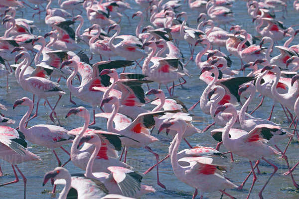 Lesser flamingo (Phoeniconaias minor) flock, Walvis Bay Namibia - Stock ...