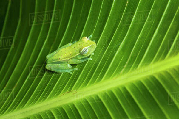 Polka-dot tree frog (Hypsiboas punctatus) adult on leaf, Amazon ...
