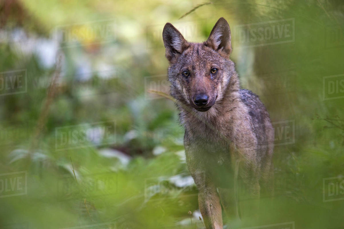 Wild Apennine wolf (Canis lupus italicus) pup portrait in summer ...