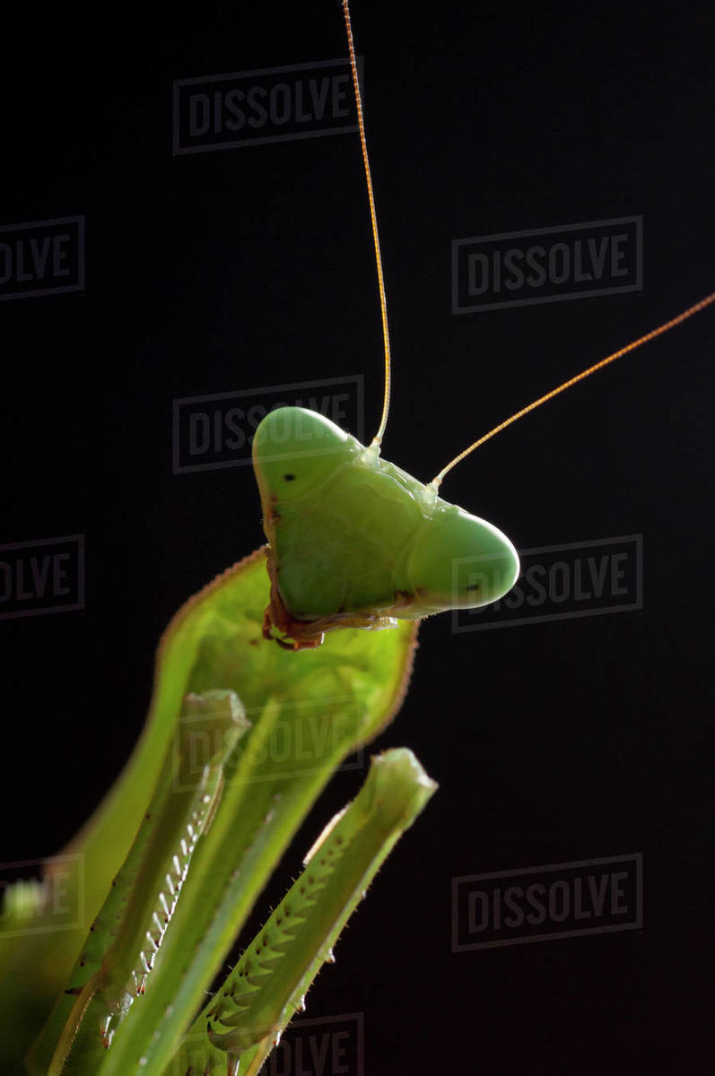 Giant African mantis (Sphodromantis viridis) portrait, captive, occurs ...