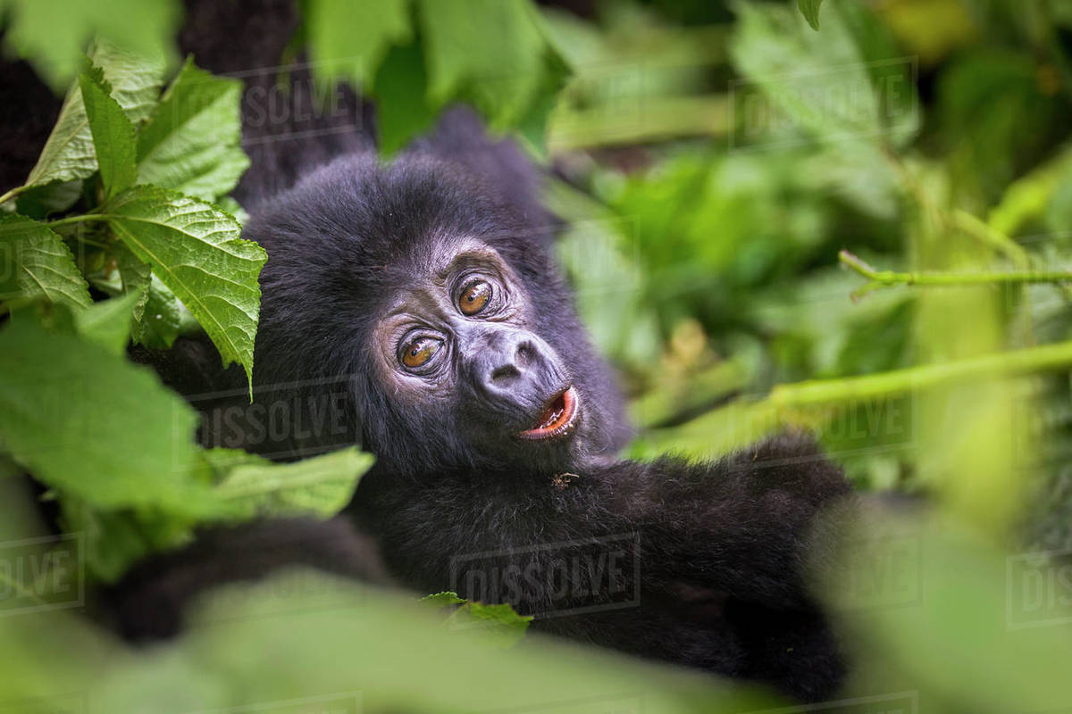 Mountain gorilla (Gorilla beringei beringei) baby peering through a ...