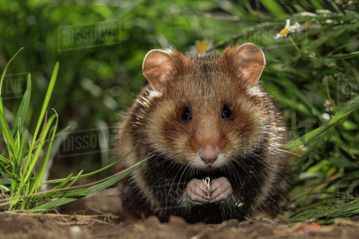 European hamster (Cricetus cricetus) juvenile feeding, in grass ...