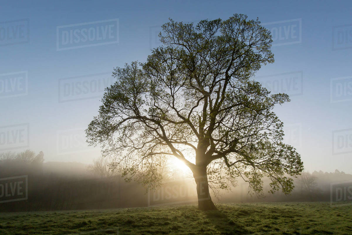 Oak tree (Quercus robur) in early spring at dawn, Cirencester ...