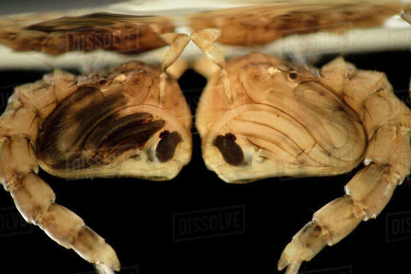 Mosquito (Ochlerotatus japonicus) pupa breathing atmospheric oxygen at ...