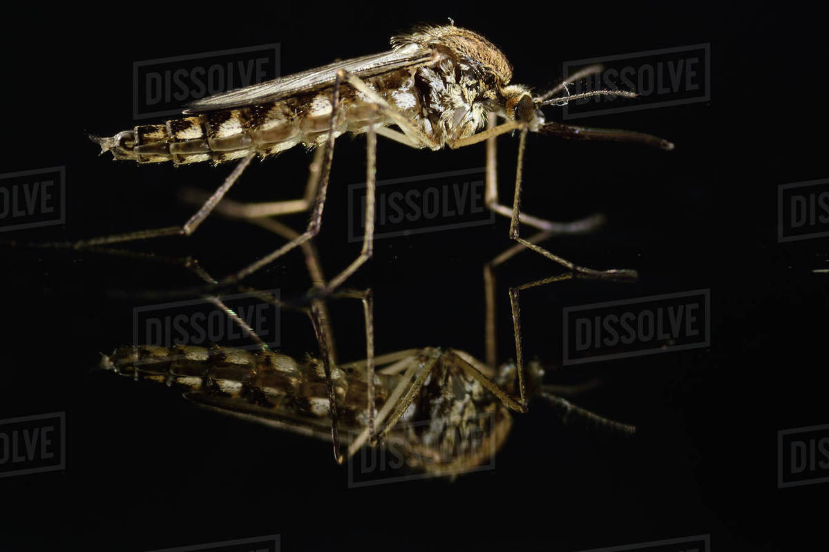 Mosquito (Aedes rusticus / Ochlerotatus rusticus) newly emerged adult ...