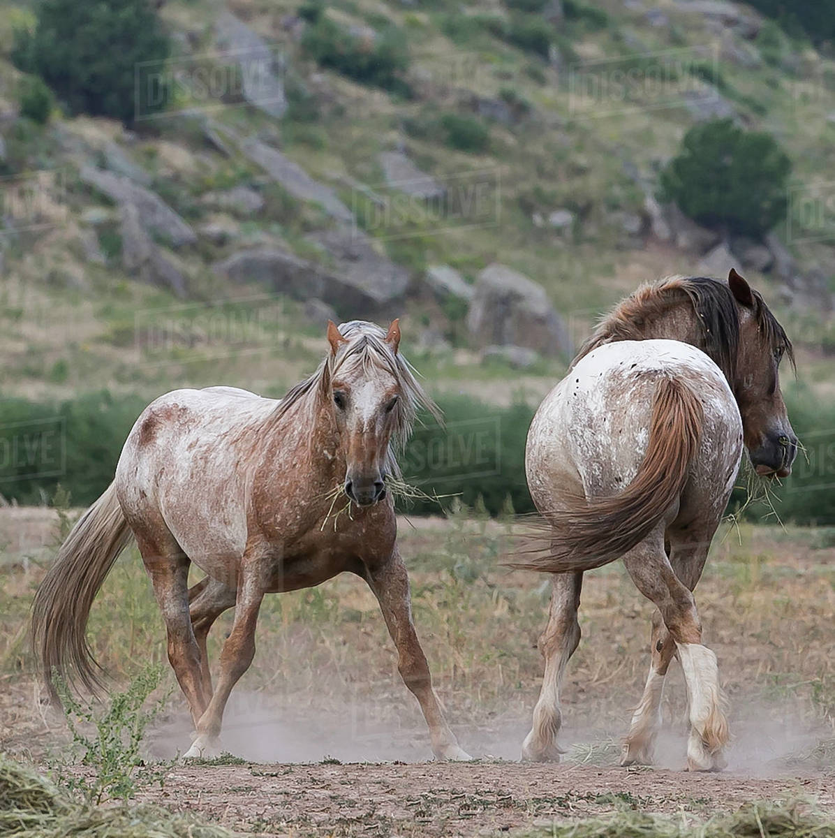 Two formerly wild Mustang stallions posture at Black Hills Wild Horse ...