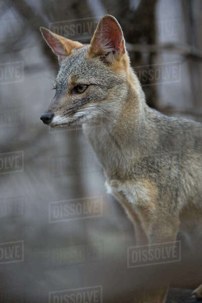 Sechuran fox (Lycalopex sechurae) Chaparri Ecological Reserve, Peru ...