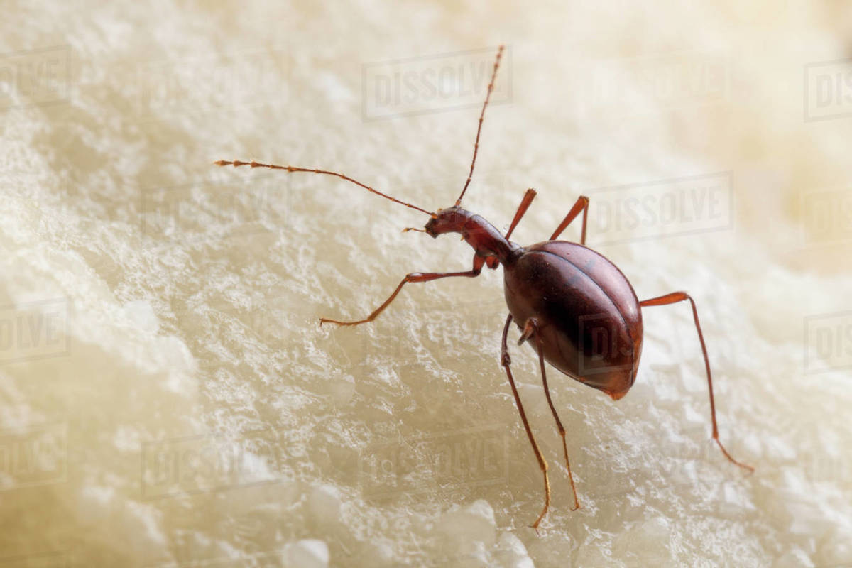 Cave beetle (Leptodirus hochenwartii) a true troglobite (living only in ...