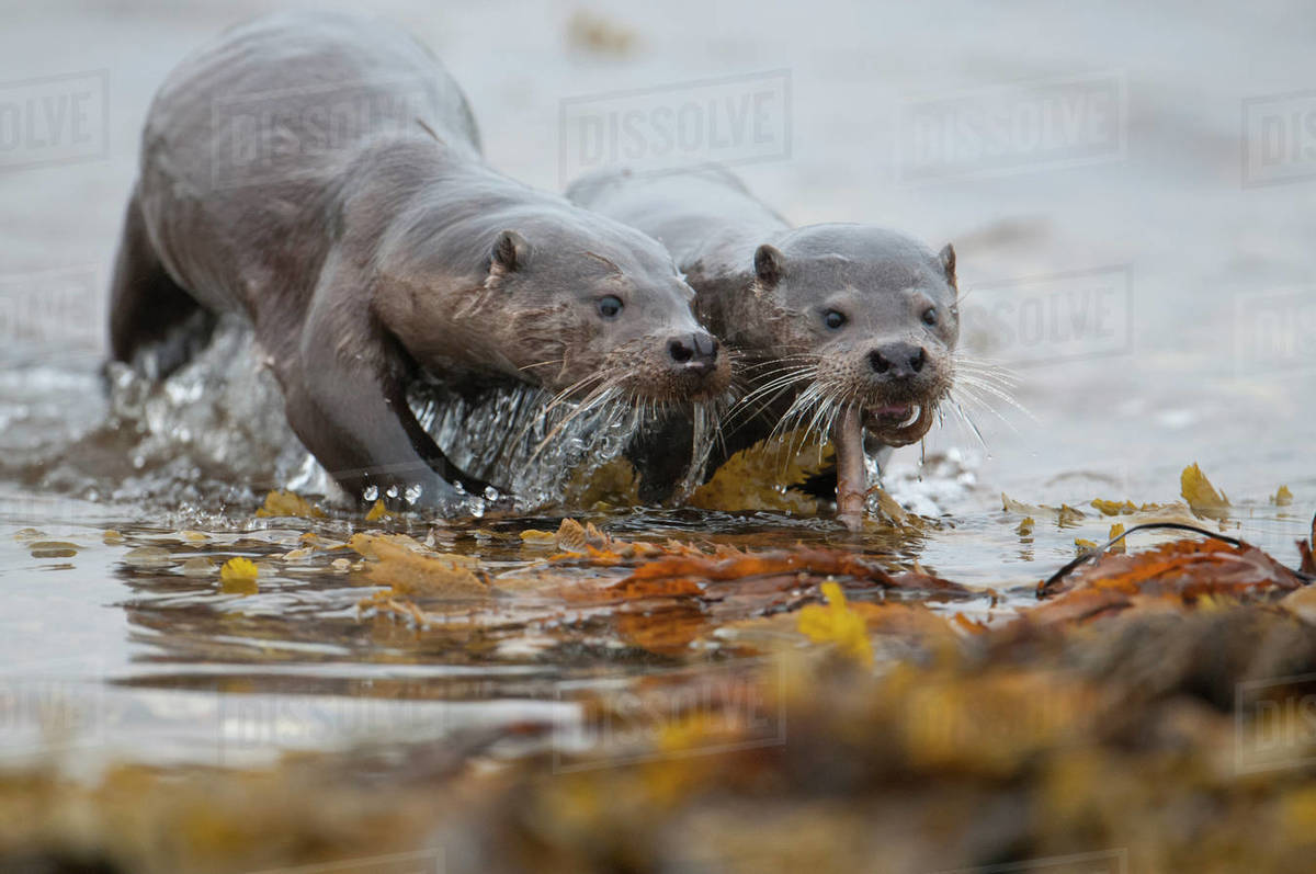 European river otter (Lutra lutra) female coming ashore with fish for ...