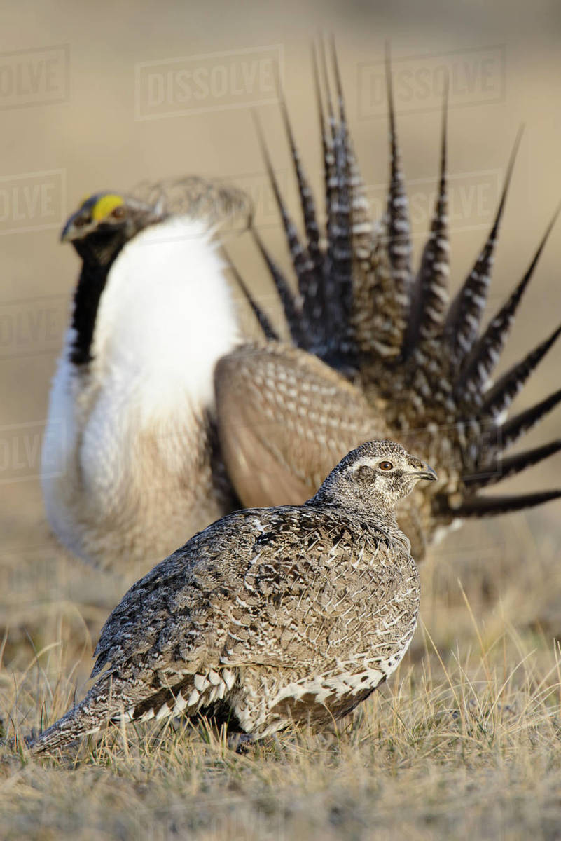Female Greater Sage-Grouse (Centrocercus urophasianus) visiting a lek ...