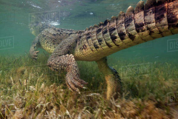 American crocodile (Crocodylus acutus) rear view of animal swimming ...