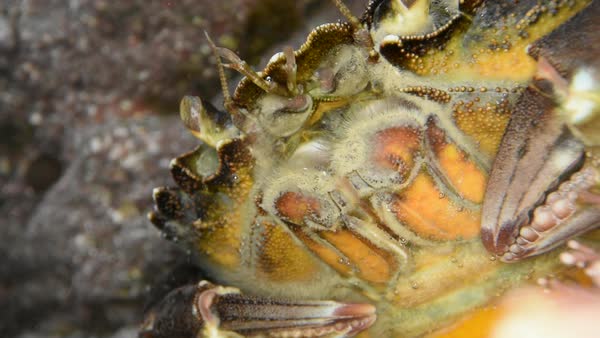 Close-up of a Common shore crab (Carcinus maenas) in a rock pool ...
