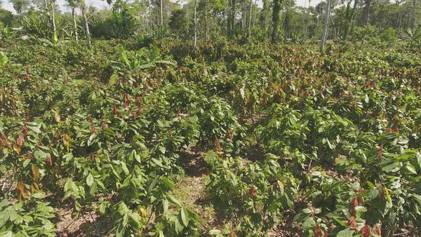 Aerial tracking shot over a plantation of Cocoa trees (Theobroma cacao ...