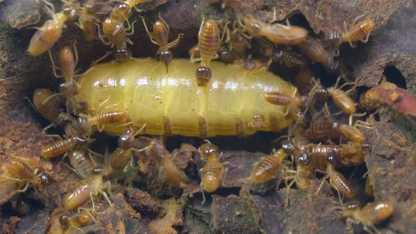 Queen Termite (Isoptera) tended by workers in nest chamber, Napo ...