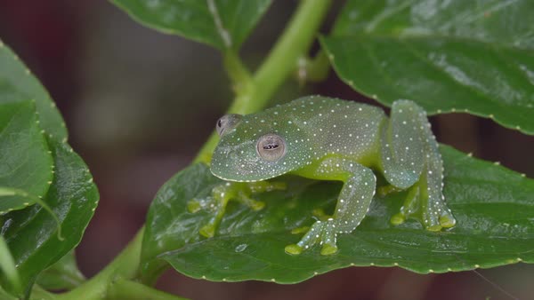 Resplendent cochran frog (Cochranella resplendens) on a leaf in the ...