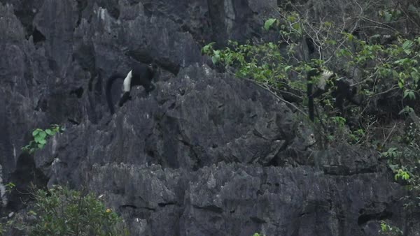 Delacour's langur (Trachypithecus delacouri) walking down a cliff, Ninh ...