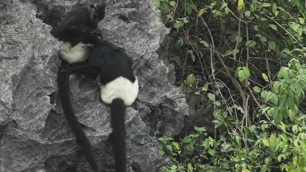 Two Delacour's langurs(Trachypithecus delacouri) grooming each other ...
