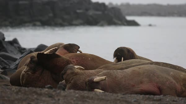 Male Walrus (Odobenus rosmarus) scratching face with flipper, part of a ...