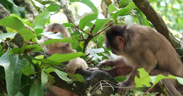Female White-fronted capuchin (Cebus albifrons) grooming a younger ...