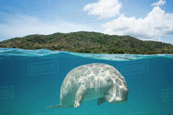 Dugong or Sea cow (Dugong dugon) split level view, Calauit Island, off ...