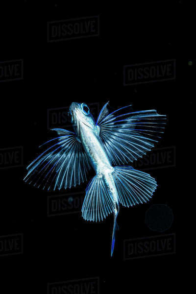 Gyre flyingfish (Prognichthys glaphyrae) photographed in the Sargasso ...