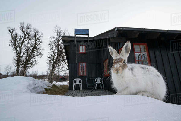 Mountain hare (Lepus timidus) in spring outside a Norwegian house ...
