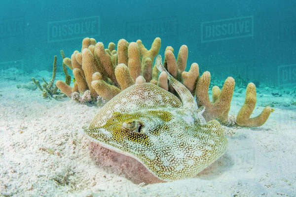 Yellow stingray (Urobatis jamaicensis) on sand seabed by coral reef ...