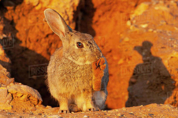European rabbit (Oryctolagus cuniculus) grooming, in steppe habitat ...
