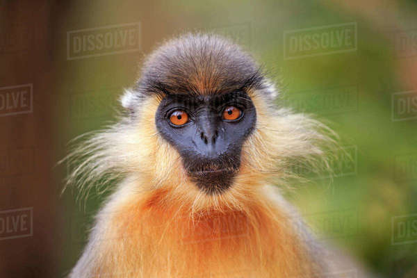 Capped langur (Trachypithecus pileatus), Trishna Wildlife Sanctuary ...