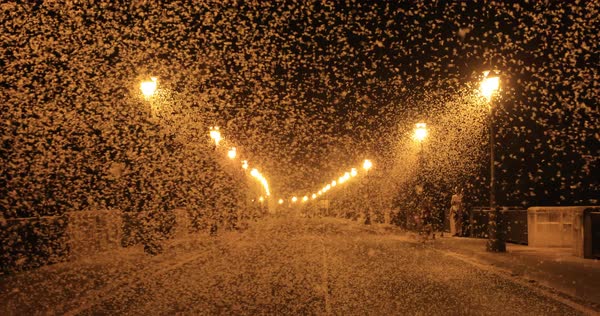 Pale burrower mayfly (Ephoron virgo), swarming in the millions on ...